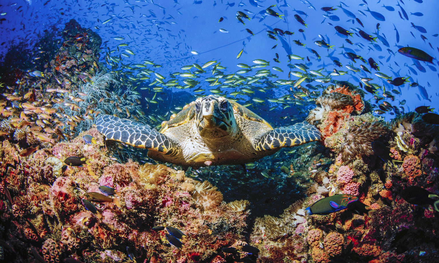 Drive North Queensland | North Queensland Wildlife Tracker