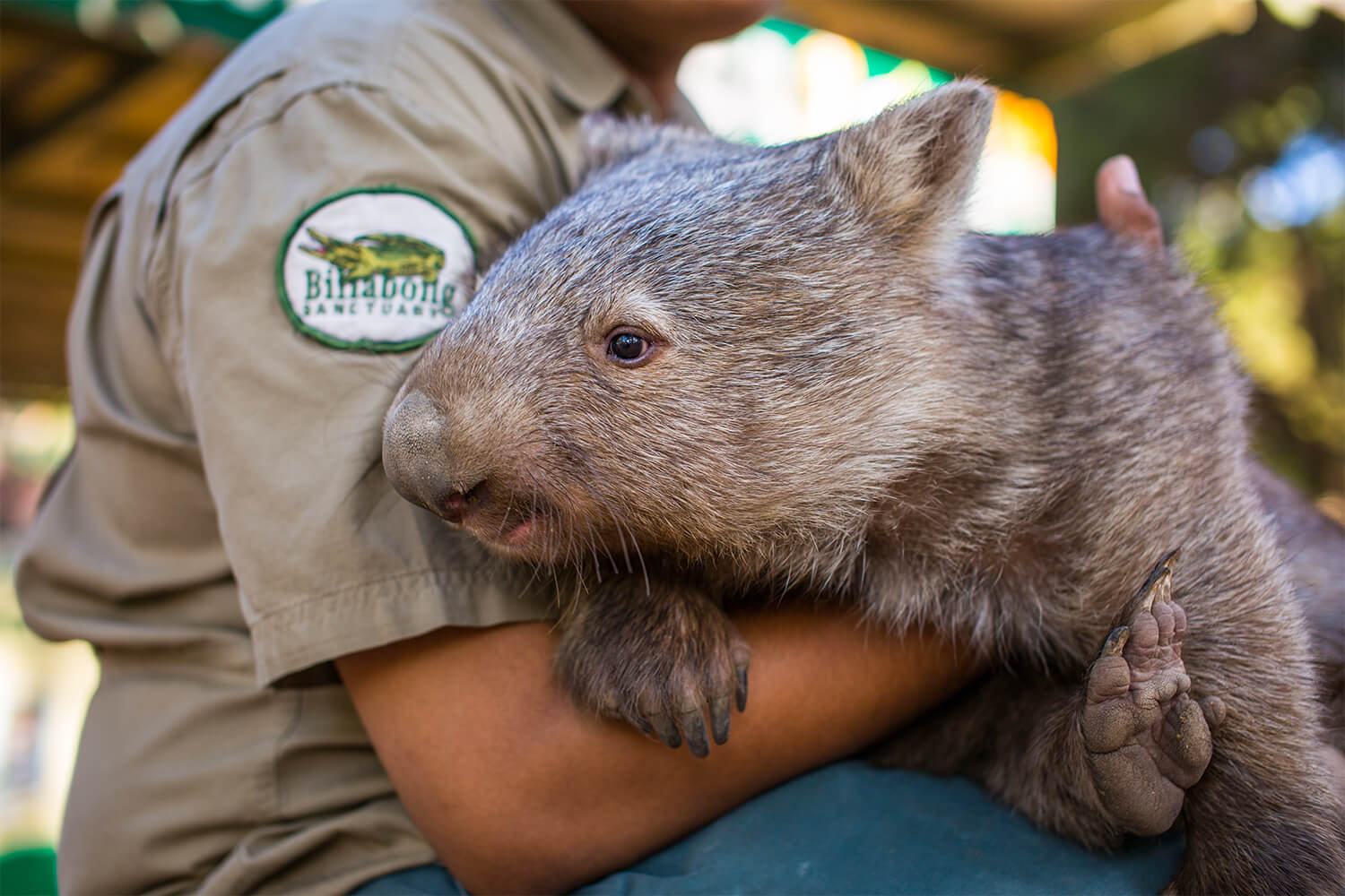 Drive North Queensland | North Queensland Wildlife Tracker
