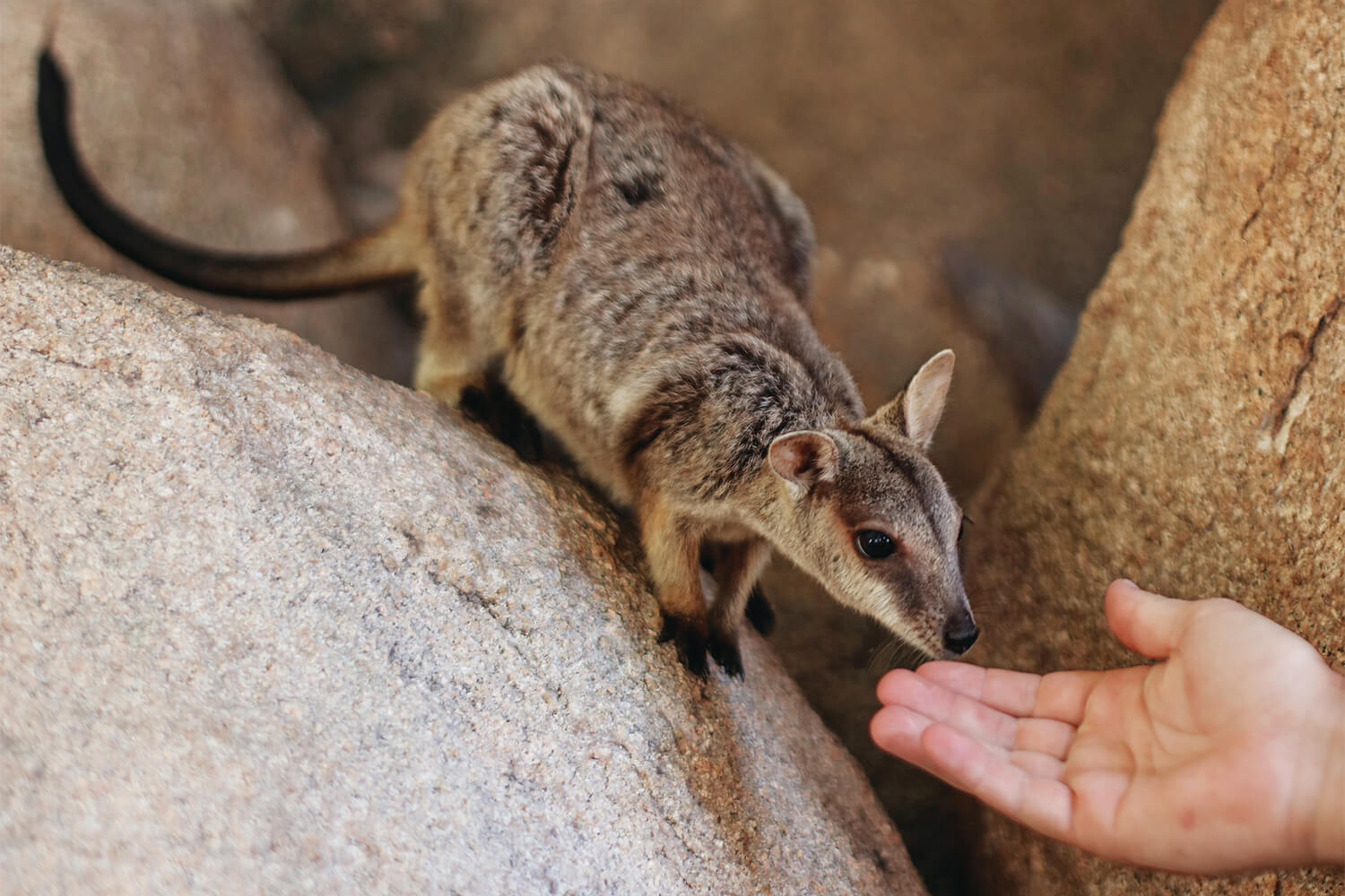 Drive North Queensland | North Queensland Wildlife Tracker